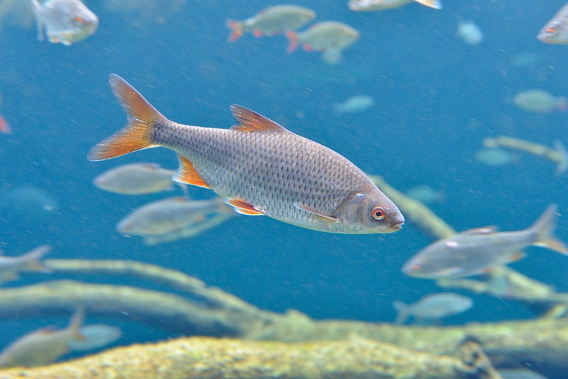 Rotauge – Tiergarten Schönbrunn