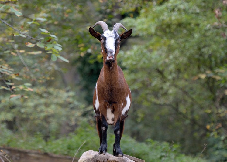 Tauernschecken Ziege – Tiergarten Schönbrunn