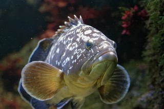 Tierpatenschaften – Tiergarten Schönbrunn