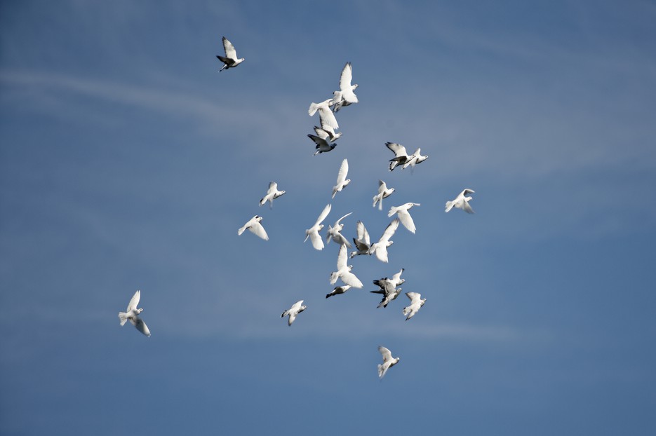 Wiener Hochflugtaube – Tiergarten Schönbrunn