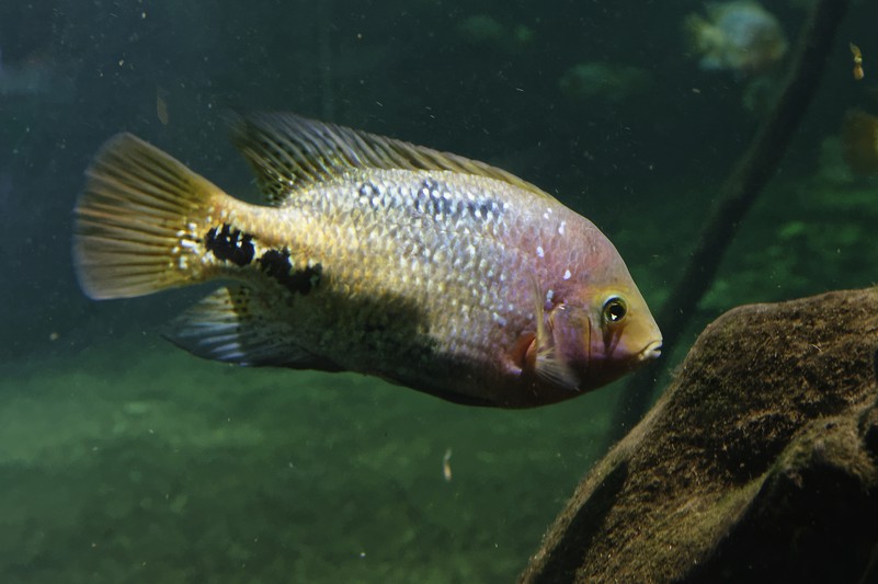 Paraneetroplus synspilus – Tiergarten Schönbrunn
