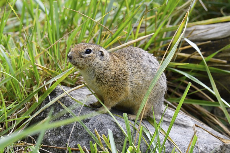 Europäisches Ziesel – Tiergarten Schönbrunn