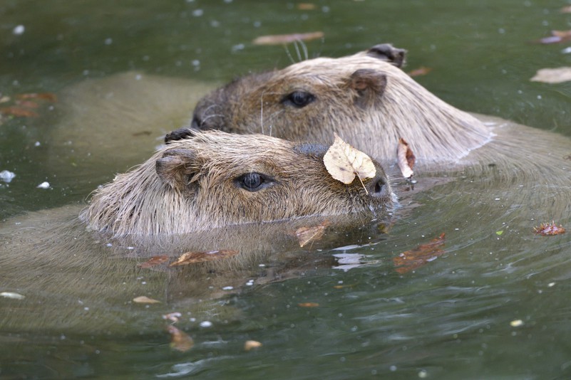 Wasserschwein – Tiergarten Schönbrunn