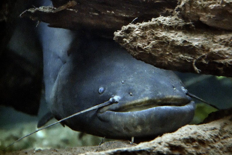 Wels – Tiergarten Schönbrunn