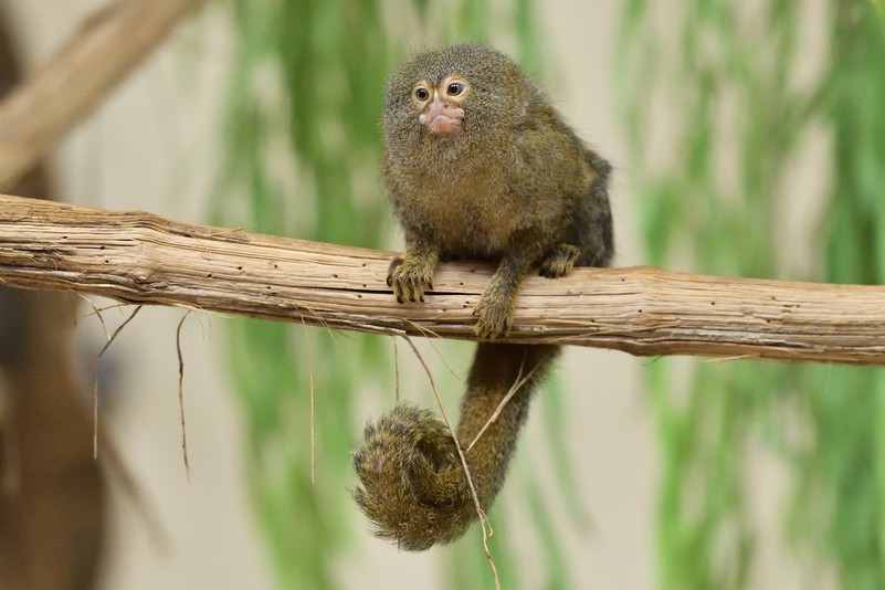 Zwergseidenaffe – Tiergarten Schönbrunn