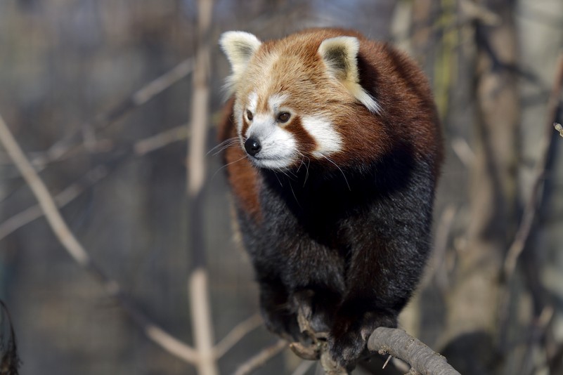 Roter Panda – Tiergarten Schönbrunn