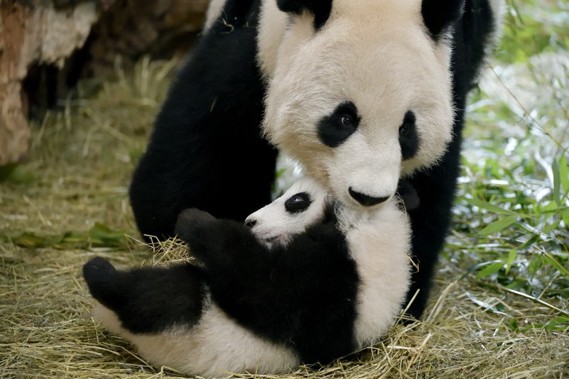 Großer Panda – Tiergarten Schönbrunn