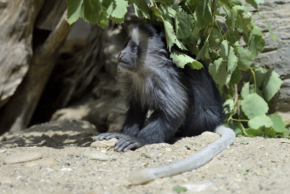 Bärenstummelaffe – Tiergarten Schönbrunn