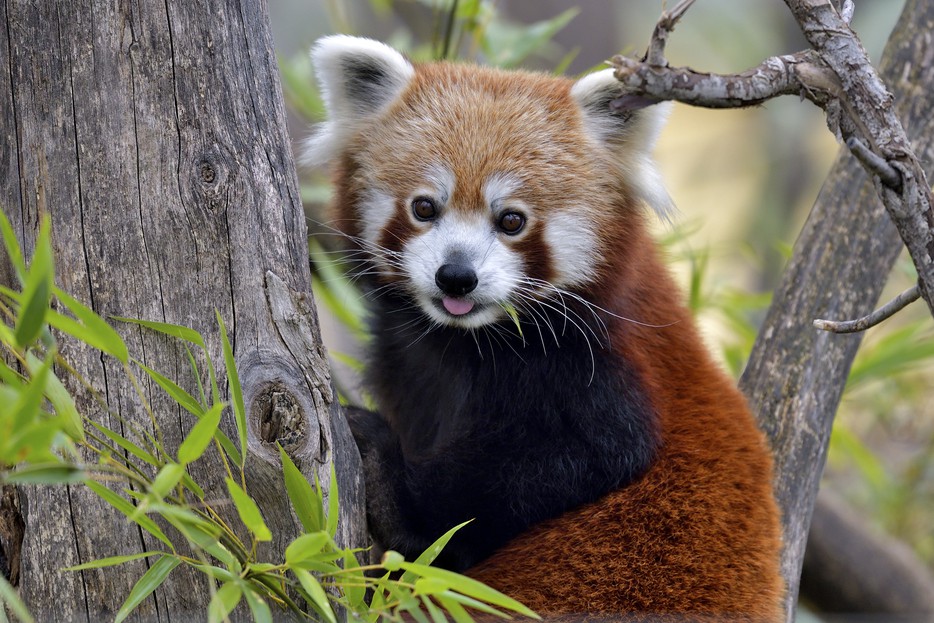 Roter Panda – Tiergarten Schönbrunn