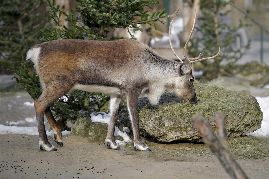Rentier – Tiergarten Schönbrunn