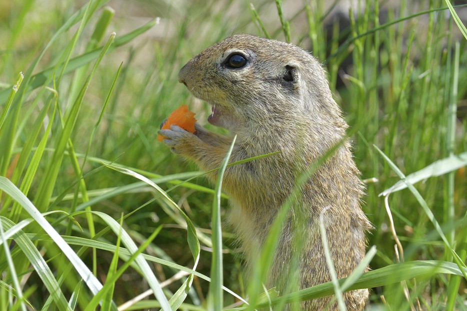 Europäisches Ziesel – Tiergarten Schönbrunn