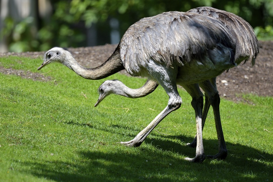 Nandu – Tiergarten Schönbrunn