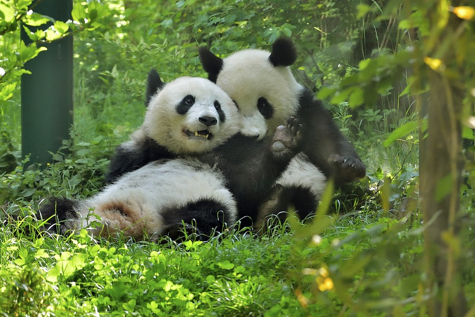 Großer Panda – Tiergarten Schönbrunn