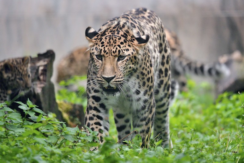 Amurleopard – Tiergarten Schönbrunn