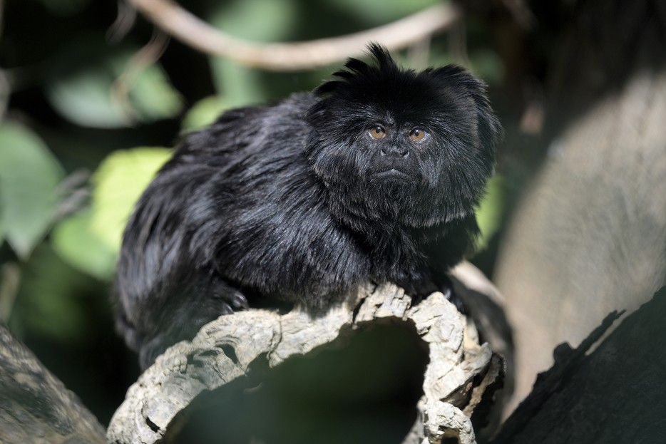 Springtamarin – Tiergarten Schönbrunn