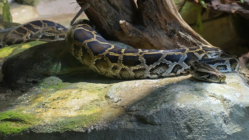 Dunkler Tigerpython – Tiergarten Schönbrunn