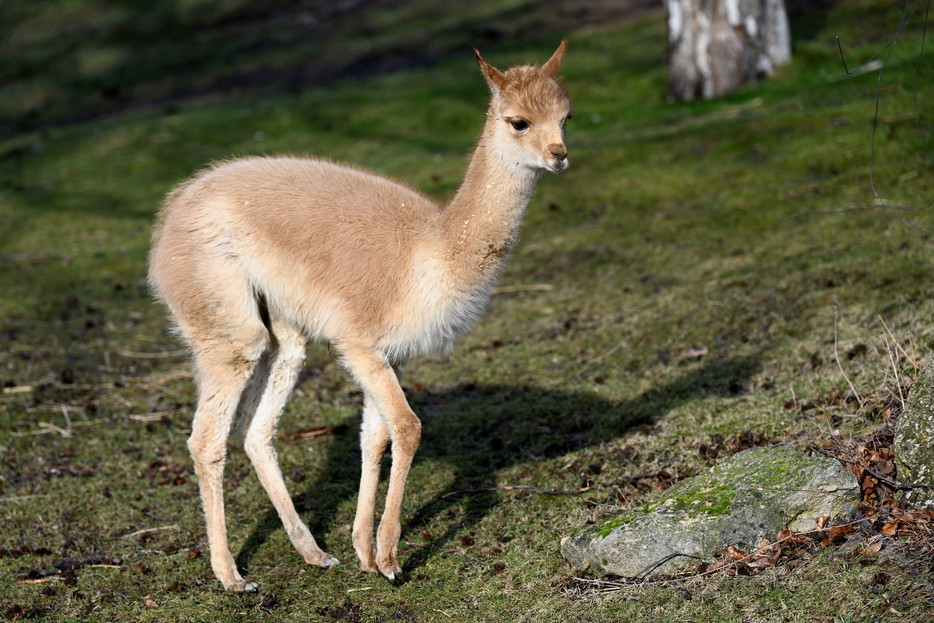Vikunja – Tiergarten Schönbrunn
