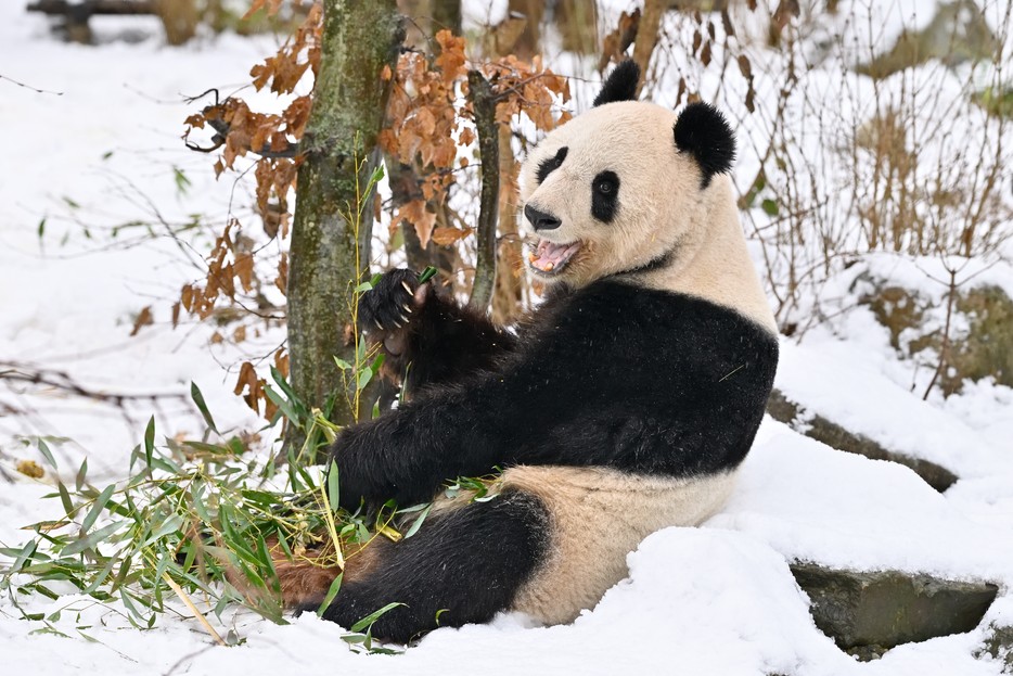 Großer Panda – Tiergarten Schönbrunn