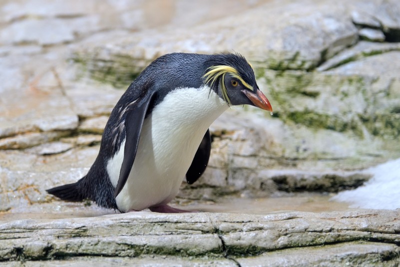 Nördlicher Felsenpinguin – Tiergarten Schönbrunn