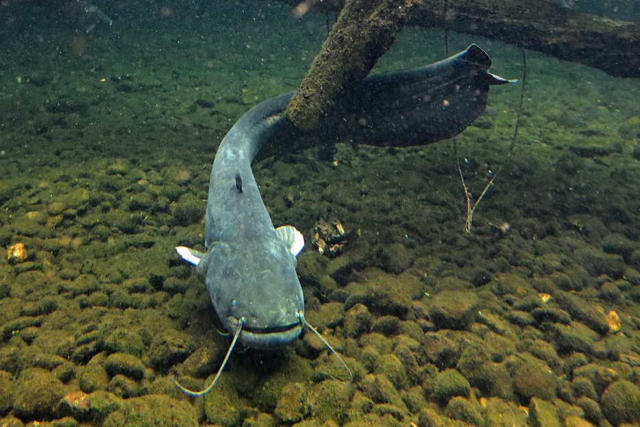 Wels – Tiergarten Schönbrunn