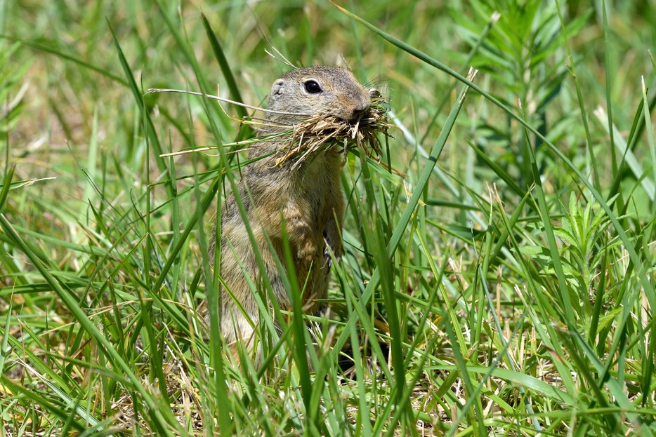 Europäisches Ziesel – Tiergarten Schönbrunn