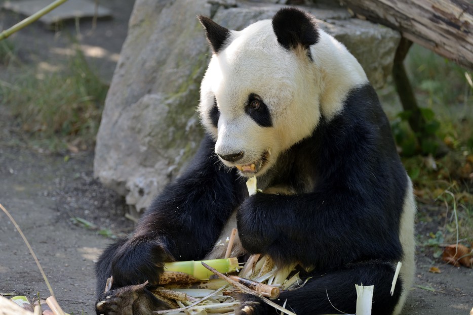 Großer Panda – Tiergarten Schönbrunn