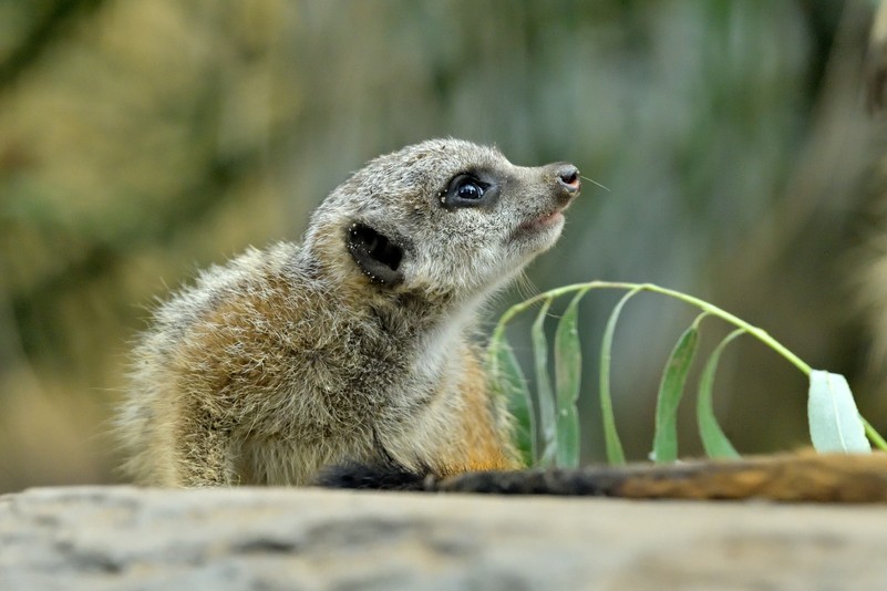 Erdmännchen – Tiergarten Schönbrunn
