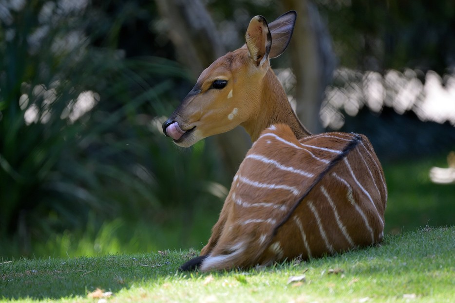 Nyala – Tiergarten Schönbrunn