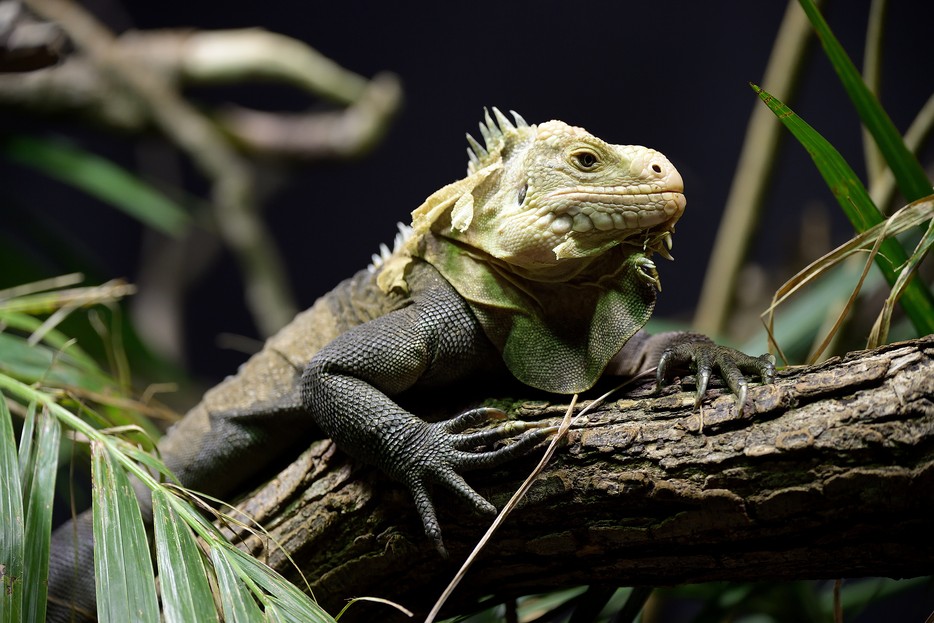 Kleiner Antillen-Leguan – Tiergarten Schönbrunn