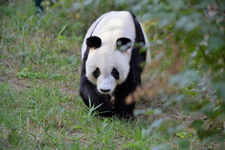 Großer Panda – Tiergarten Schönbrunn