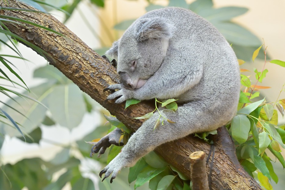 Koala – Tiergarten Schönbrunn