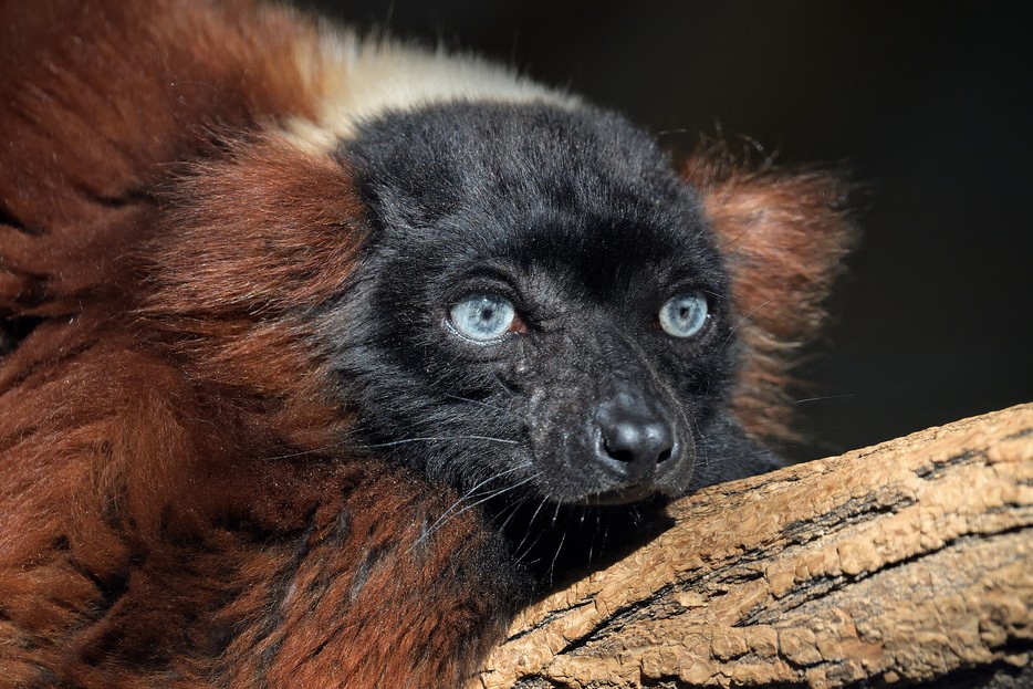 Roter Vari – Tiergarten Schönbrunn