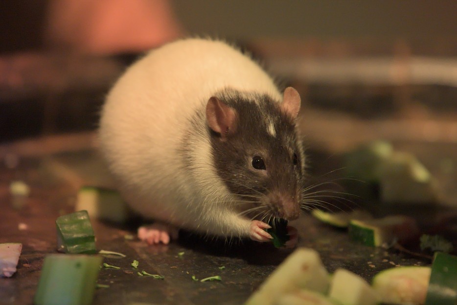 Farbratte – Tiergarten Schönbrunn