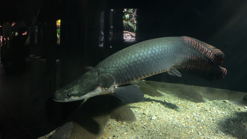 Arapaima – Tiergarten Schönbrunn