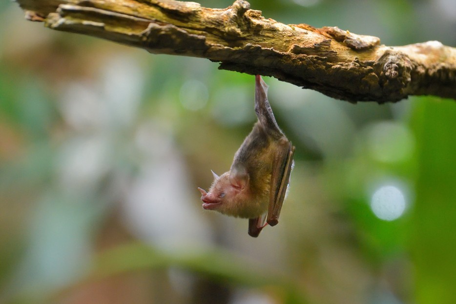 Blumenfledermaus – Tiergarten Schönbrunn