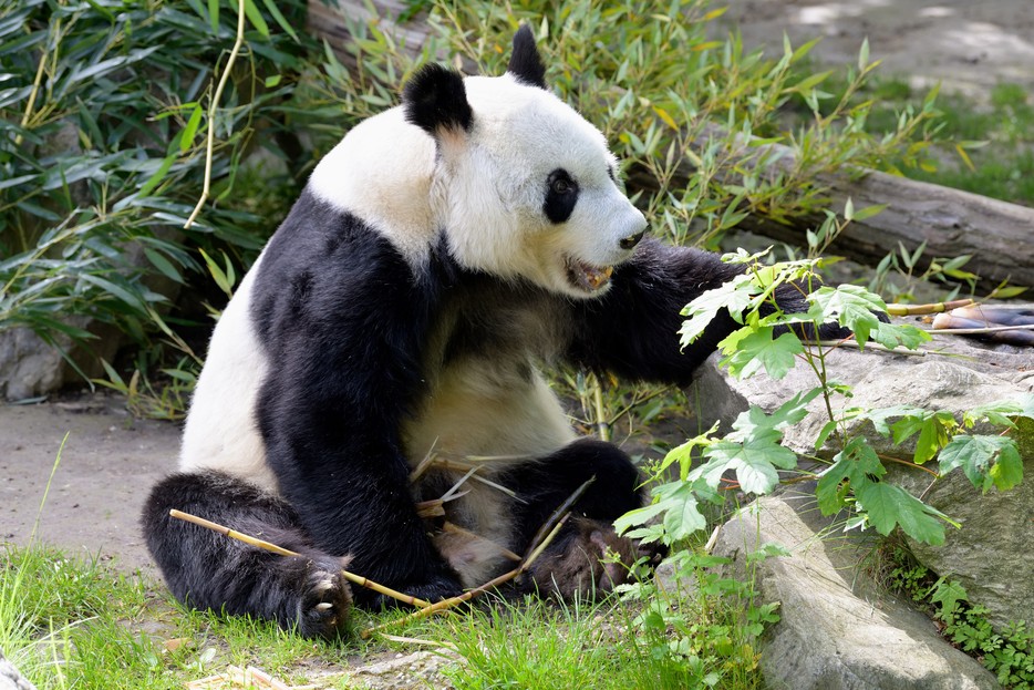 Großer Panda – Tiergarten Schönbrunn