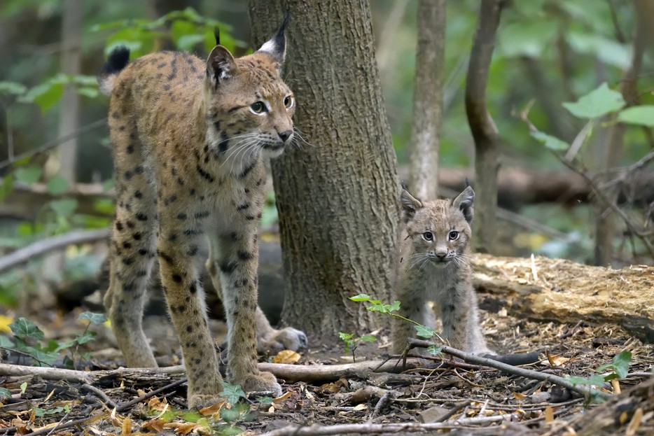 Eurasischer Luchs – Tiergarten Schönbrunn