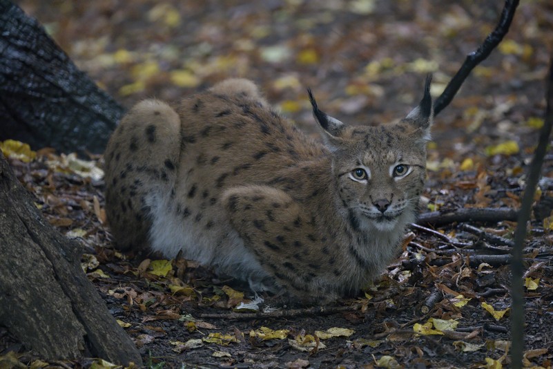Eurasischer Luchs – Tiergarten Schönbrunn