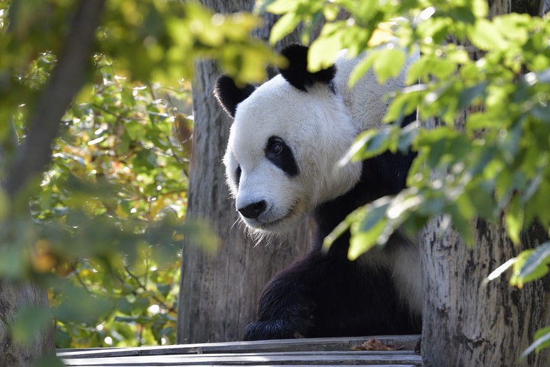 Großer Panda – Tiergarten Schönbrunn