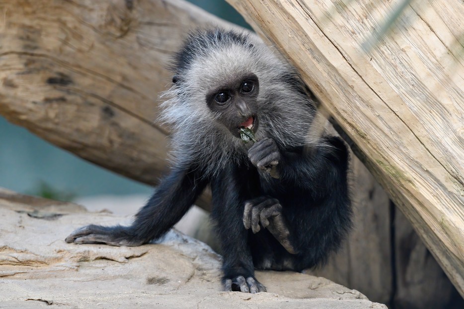 Bärenstummelaffe – Tiergarten Schönbrunn