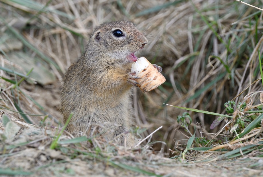 Europäisches Ziesel – Tiergarten Schönbrunn
