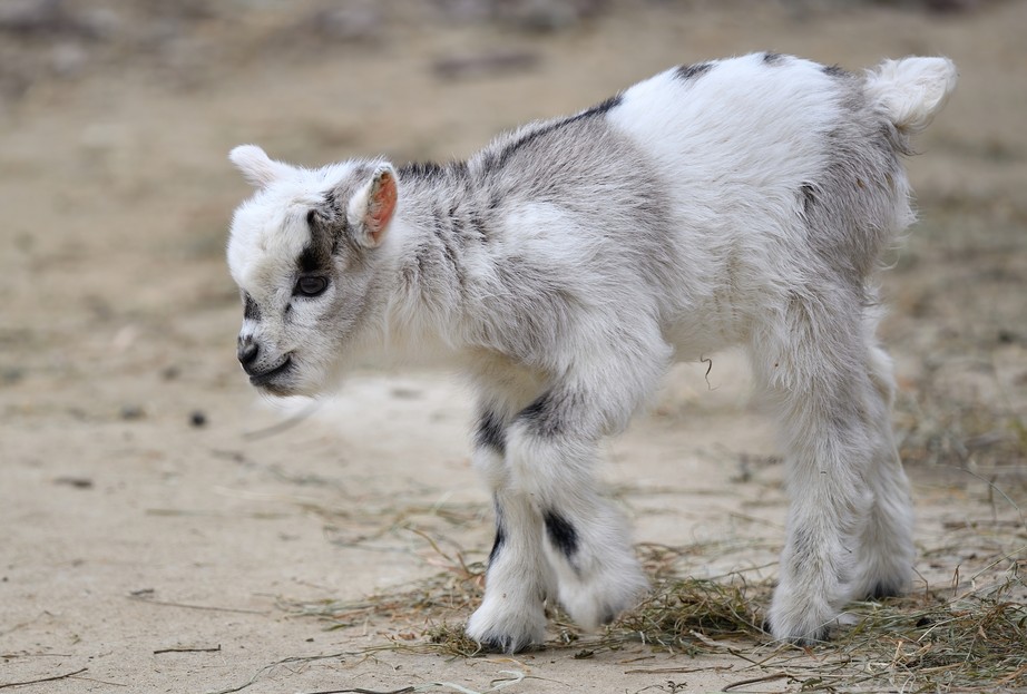 Zwergziege – Tiergarten Schönbrunn
