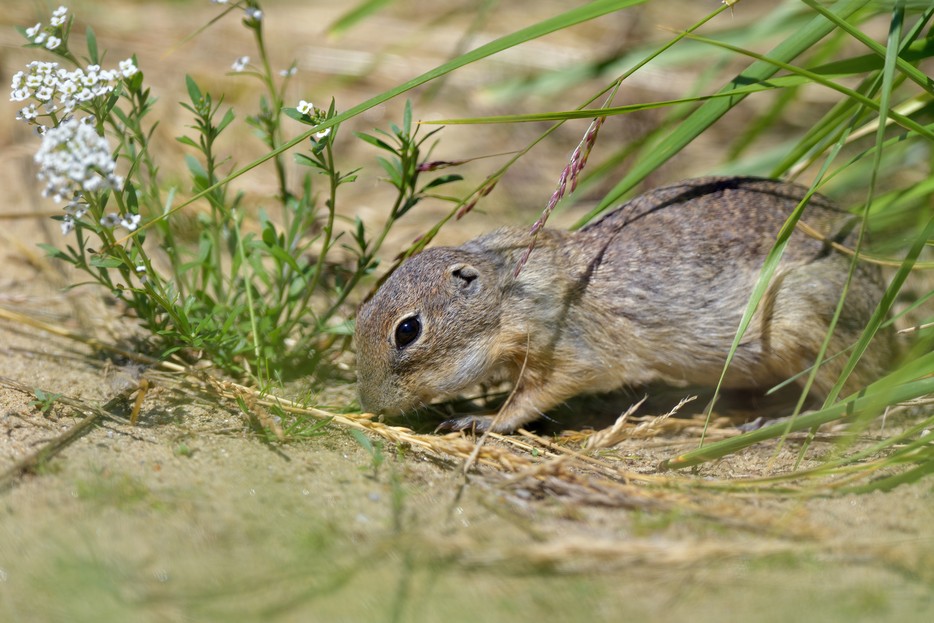 Europäisches Ziesel – Tiergarten Schönbrunn