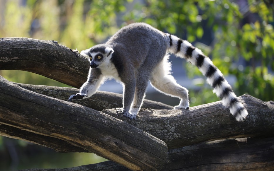 Katta – Tiergarten Schönbrunn