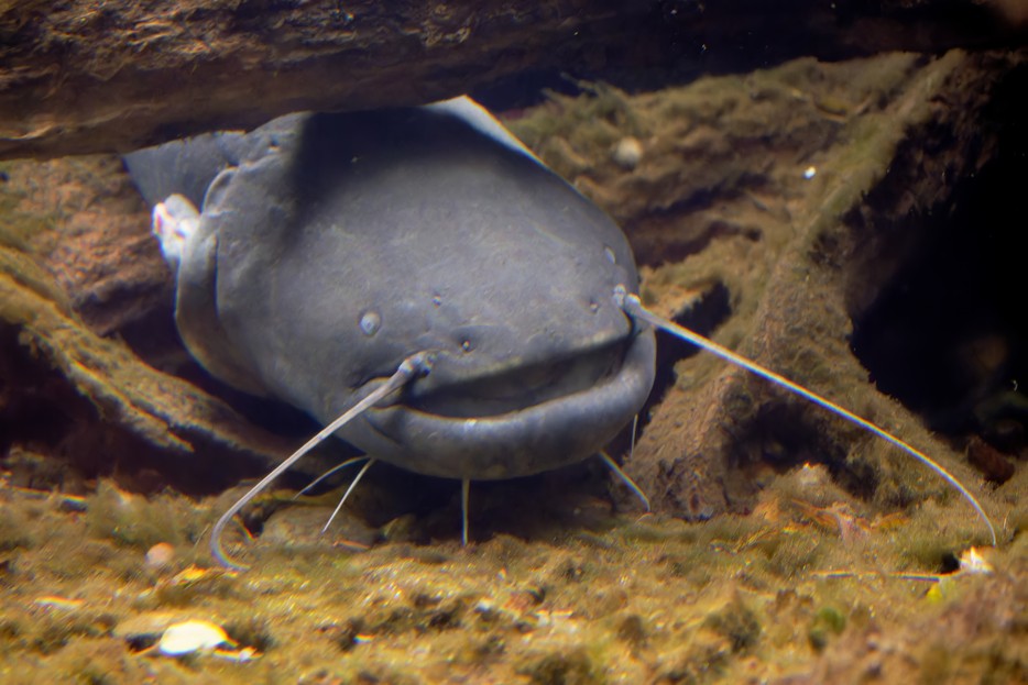 Wels – Tiergarten Schönbrunn