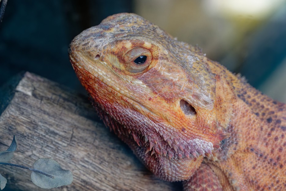 Bartagame – Tiergarten Schönbrunn
