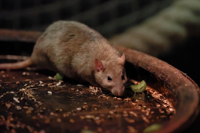 Farbratte – Tiergarten Schönbrunn