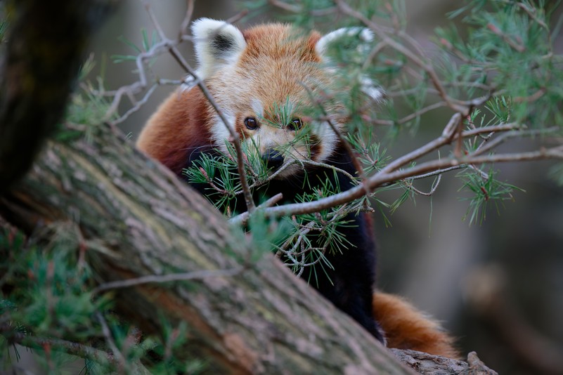 Roter Panda – Tiergarten Schönbrunn