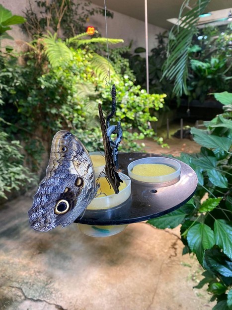 Palma Skultéti – Tiergarten Schönbrunn