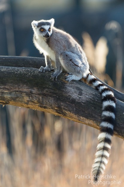 Katta – Tiergarten Schönbrunn